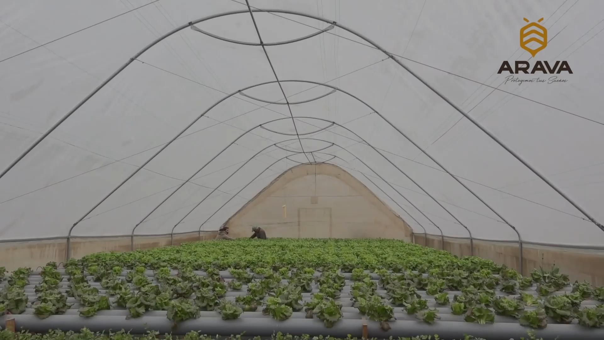 Invernaderos en Chile con Tecnología Israelita | ARAVA Chile